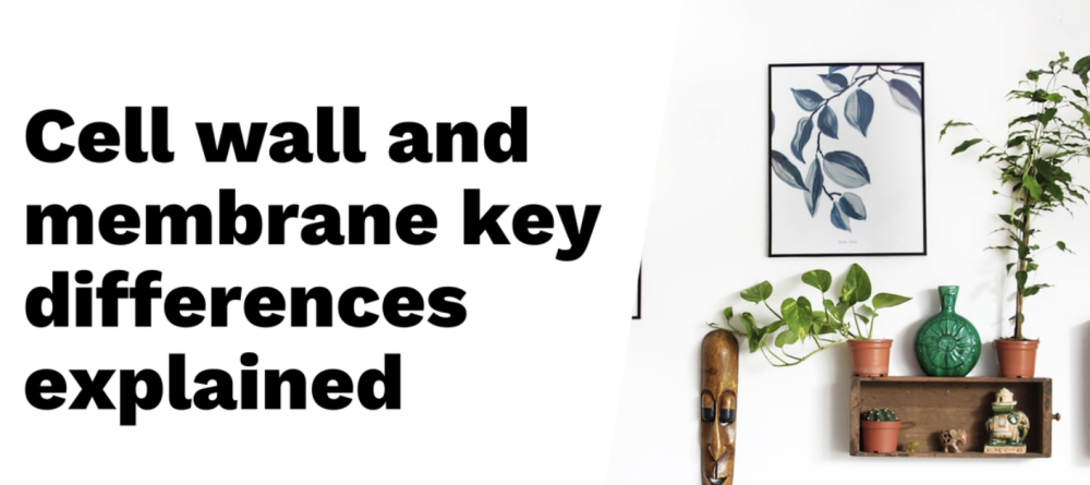Cell Wall vs. Cell Membrane: Key Differences Explained | The Degree Gap