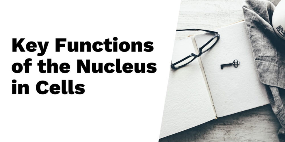 Exploring the Key Functions of the Nucleus in Animal Cells | The Degree Gap