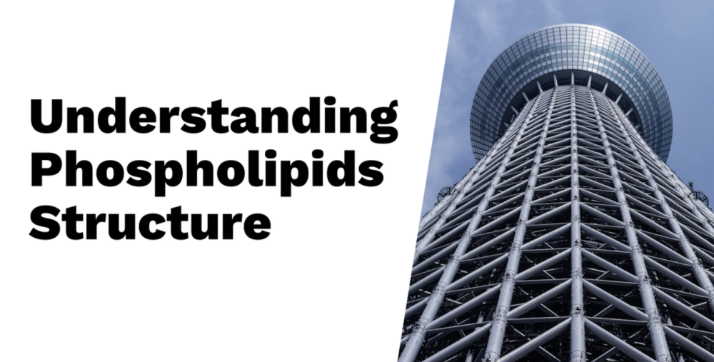 Understanding Phospholipids Structure | The Degree Gap
